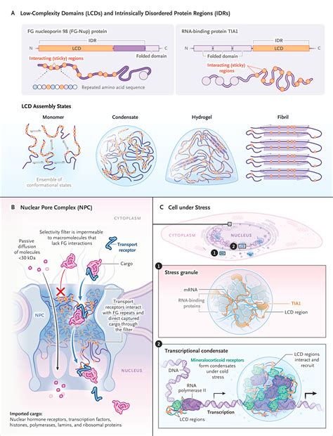 Surprisingly Complex Assemblies From Low Complexity Domains New