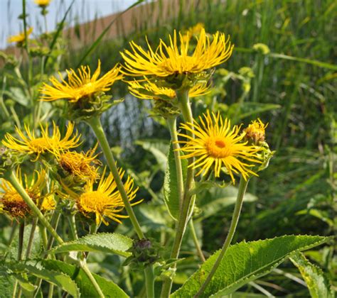 Elecampane Inula Helenium L Root Tea Botanical Remedies Herbal