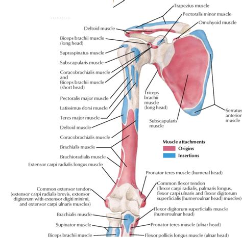 Anatomy Shoulder Teres Major Insertion Pelvis Bones Anatomy Muscles