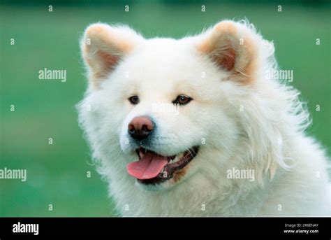 Akita Inu Long Haired Stock Photo Alamy