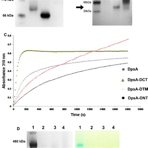 Pathway For Rhamnose Download Scientific Diagram