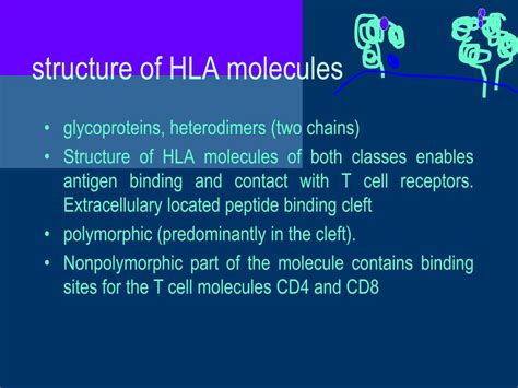 Ppt Hla And Antigen Presentation Powerpoint Presentation Free