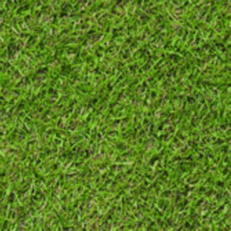 Grass Seeds Nz At Beulah Insley Blog