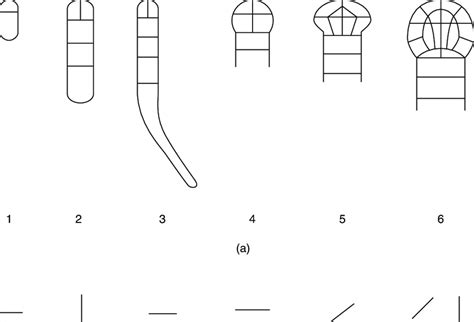 2 Generation Of The Embryo Proper And The Suspensor A The Steps Download Scientific Diagram