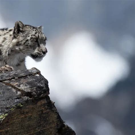 Snow Leopard Wwf