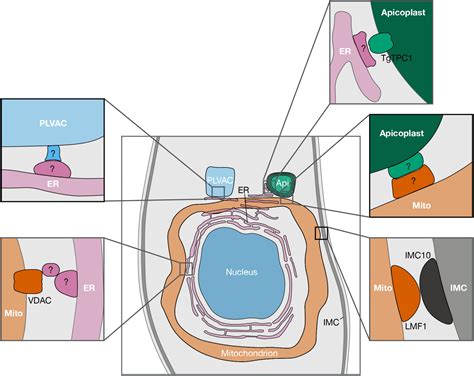 Toxoplasma Gondii Morphology