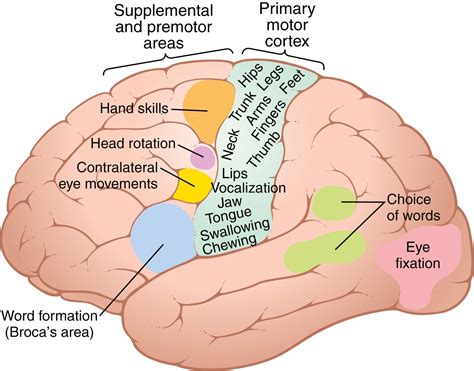 Cortical And Brain Stem Control Of Motor Function Clinical Tree