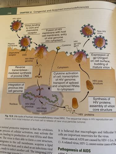 Sle And Hiv Aids Flashcards Quizlet