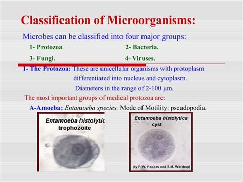 Classification Of Microorganisms Lecture 2 Ppt Biological Sciences Science Classification Of Microorganisms Lecture 2 Ppt Biological Sciences Science