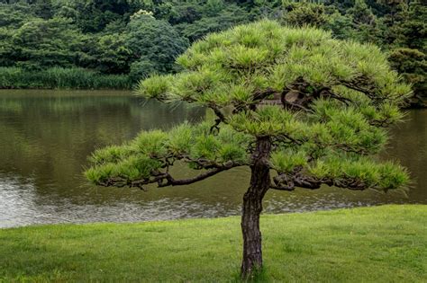무료 이미지 경치 나무 분기 호수 못 식물학 일본 초목 습지 루믹스 파나소닉 dmc x panasoniclumixdmclx