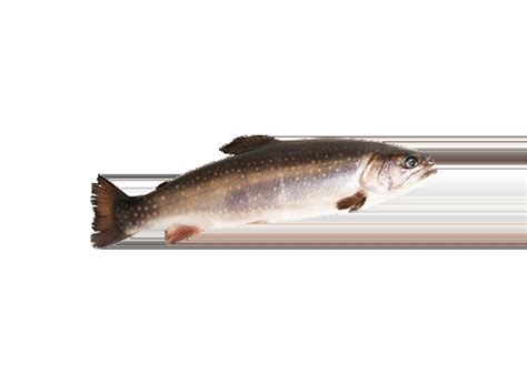 Bachsaibling Fischlexikon Wissen Viktor Nußbaumer Bestes Für