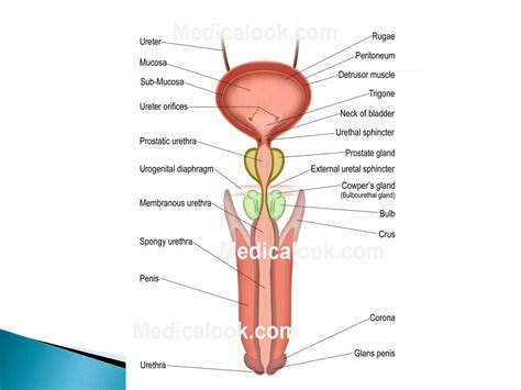 Anatomy Of Male Urethra Ppt