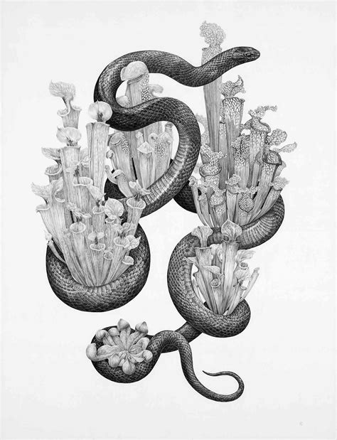 Artists Incredibly Detailed Biodiversity Illustrations Merge Art With