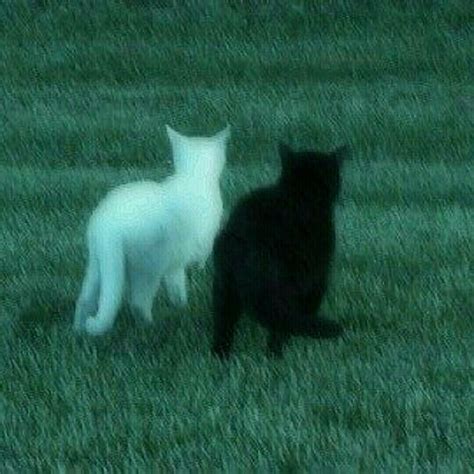 وایب سبز عکس ویسگون