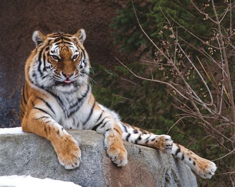 멸종 위기에 처한 베트남 호랑이