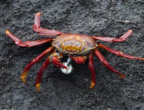 What Do Crabs Eat