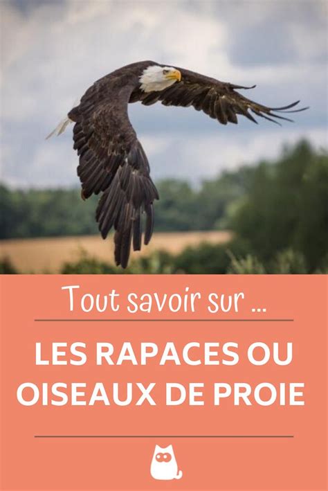 30 Rapaces Ou Oiseaux De Proie Types Caractéristiques Noms Et Photos