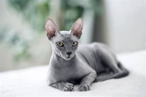 11 Hairless And Partially Hairless Cat Breeds
