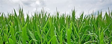 The Varied Real World Impacts Of Experiential Learning Center For Geospatial Analytics