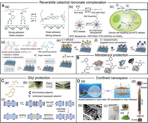 Protection And Deprotection Of Catechol A Dynamic Catecholboronate