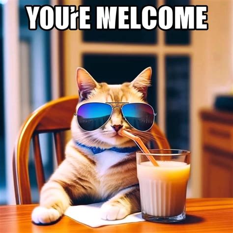 Youre Welcome Cat Meme Kiko New Cat Welcome Kit Kikkerland Bv