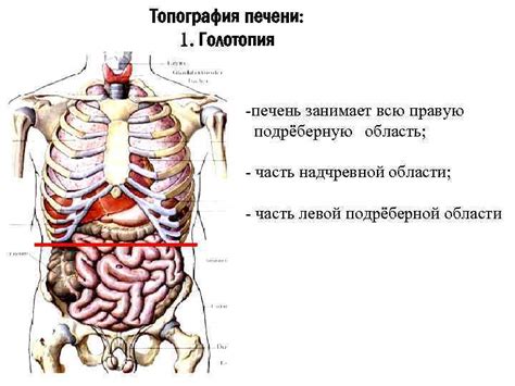 Занятие 3 Печень Жёлчный пузырь Поджелудочная железа Селезёнка