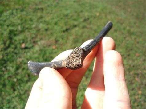 Excellent Turtle Scapula Recently Sold Fossils Prehistoric Florida