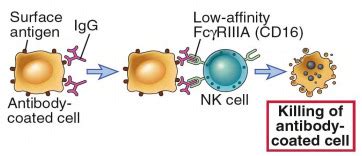 IS LEC NATURAL IMMUNITY Flashcards Quizlet