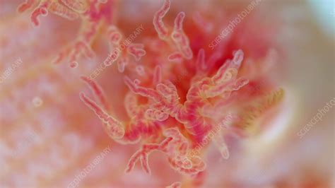 Blow Lugworm Gills Stock Video Clip K0140375 Science Photo Library