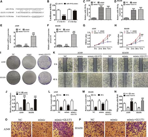 Glut1 Overexpression Reverses The Inhibitory Effect Of Mir 150 5p On