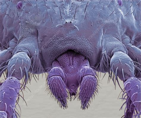 Predatory Mite Sem Stock Image C057 9337 Science Photo Library