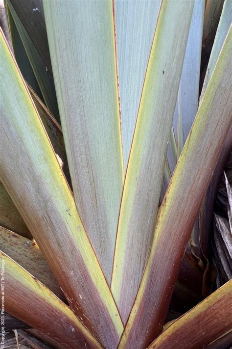 Harakeke Flax Heart Knowledge Base