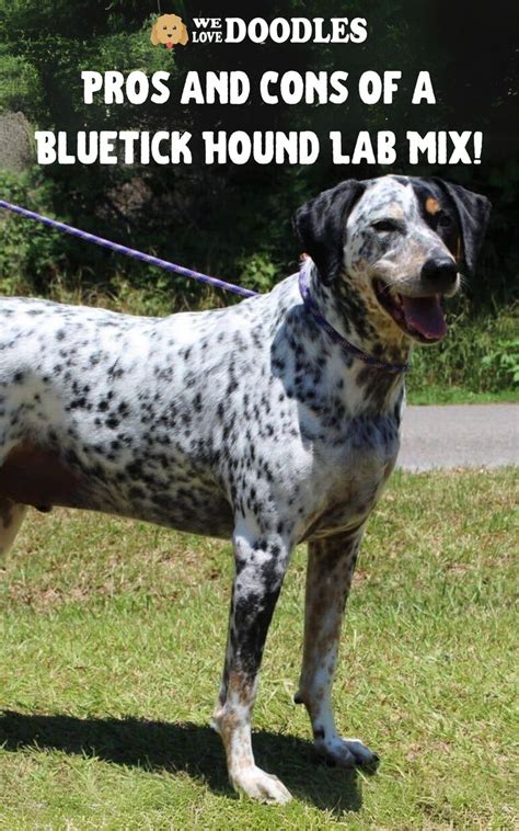 Pros And Cons Of A Bluetick Hound Lab Mix We Love Doodles