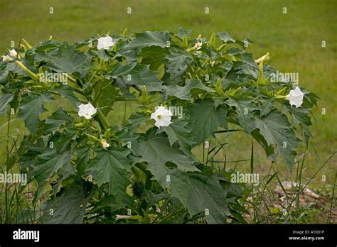 Thorn Apple Datura Stramonium In Flower And Fruit Naturalised In Uk