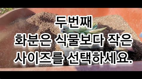 다육식물 분갈이 할때 주의해야할 것들 Youtube