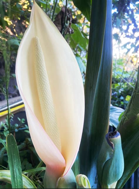 `ape Elephant Year — Lehuas Forest Flower Arrangements And Fruit Trees