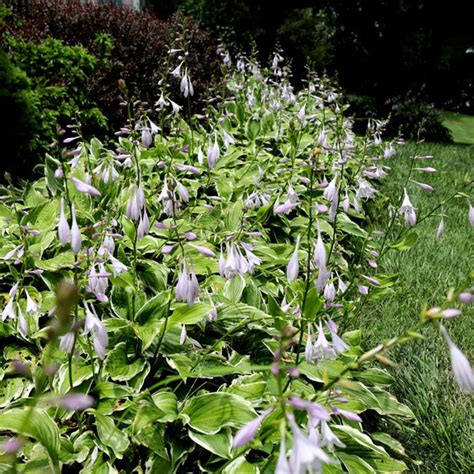 Buy Hosta Francee Plants Online Free Shipping Over 99