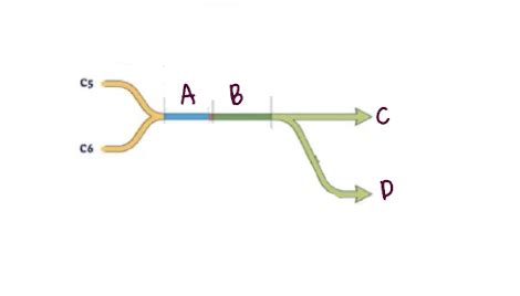 Brachial Plexus Flashcards Quizlet