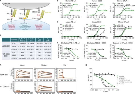 Alpn 202 A Variant Cd80 Igv Domain Fc Fusion Binds Human Pd L1 Cd28