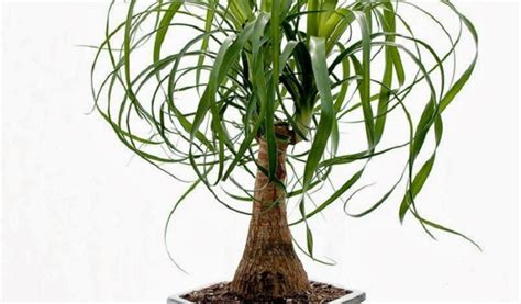 Jak Pěstovat Sloní Nohu Super Bydlenícz