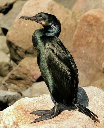 Brandts Cormorant Pictures And Facts Birds