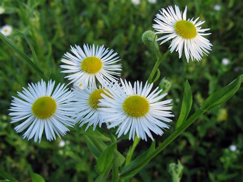 Мелколепестник однолетний (Erigeron annuus)