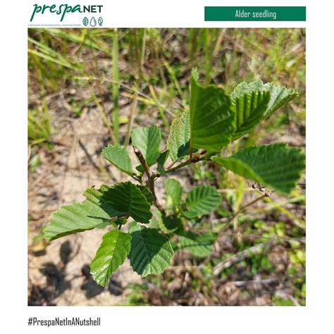 Mbjellja E 1200 Fidaneve Verri Ppnea