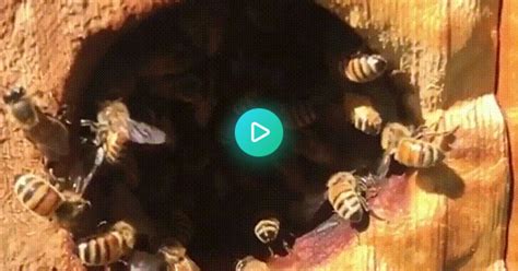 Bees Spit And Flap Their Wings Creating Evaporative Air Conditioning To