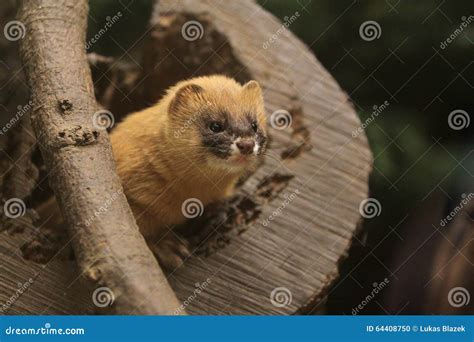 Siberian Weasel Mustela Sibirica Or Kolonok Is A Medium Sized Weasel