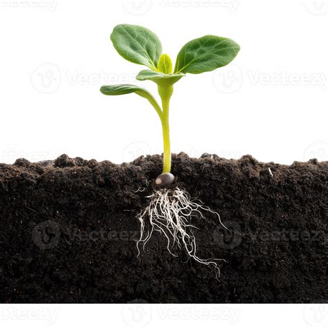 Young Green Seedling Sprouting With Visible Roots And Soil Cross