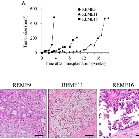 In Vivo Xenograft Growth Of F Pdos A Tumor Growth In F Pdo Bearing