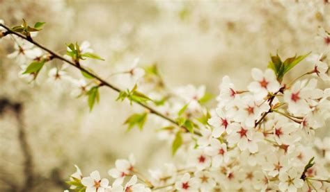 Funcionalidades Del Módulo De Compras De Sap Business One Seidor