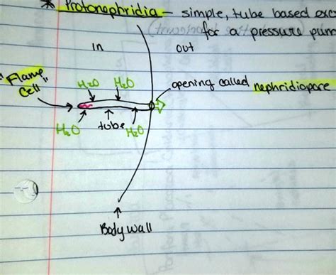 Z250 2017 Protostomia Clade