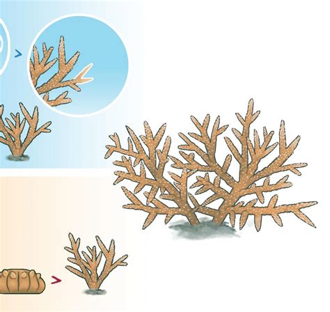 Qué Organismos Presentan Reproducción Asexual Ejemplos